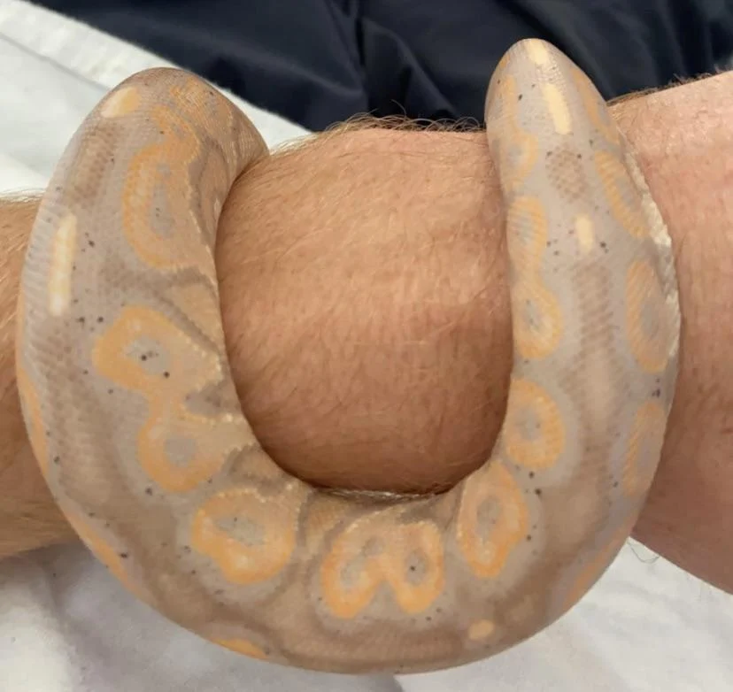 Morph identification? | Scrolller