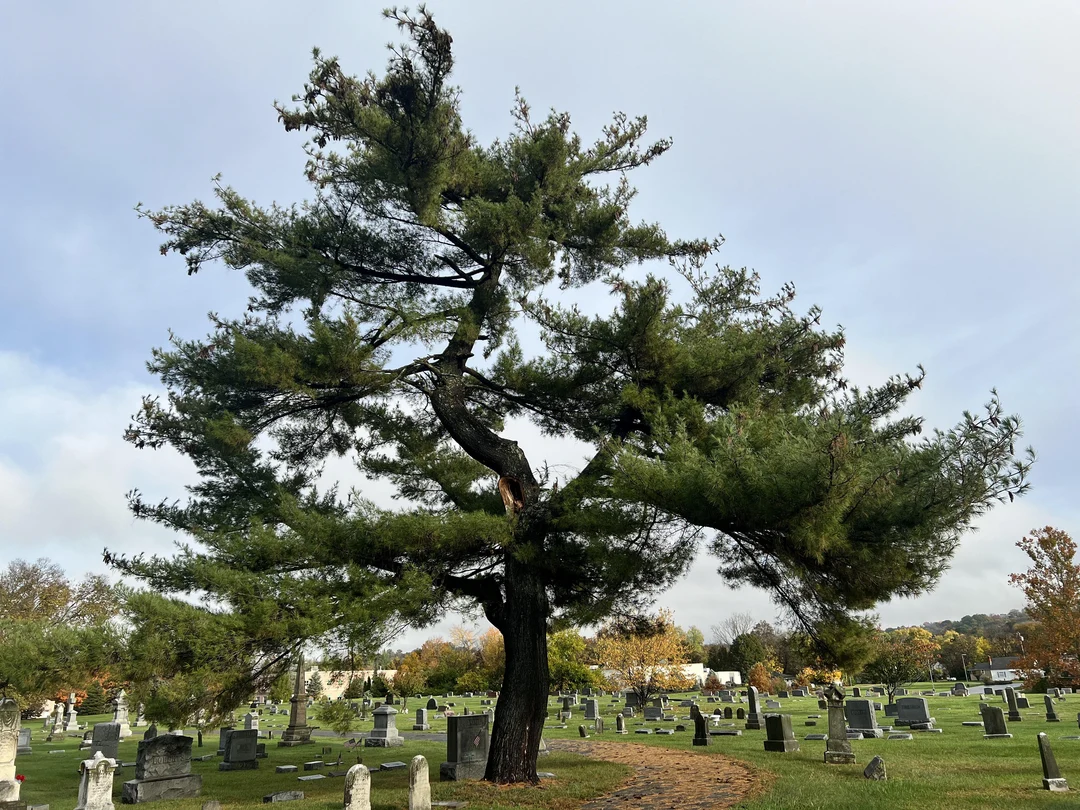 Incredible tree providing shade to some graves in Newtown, Ohio. | Scrolller