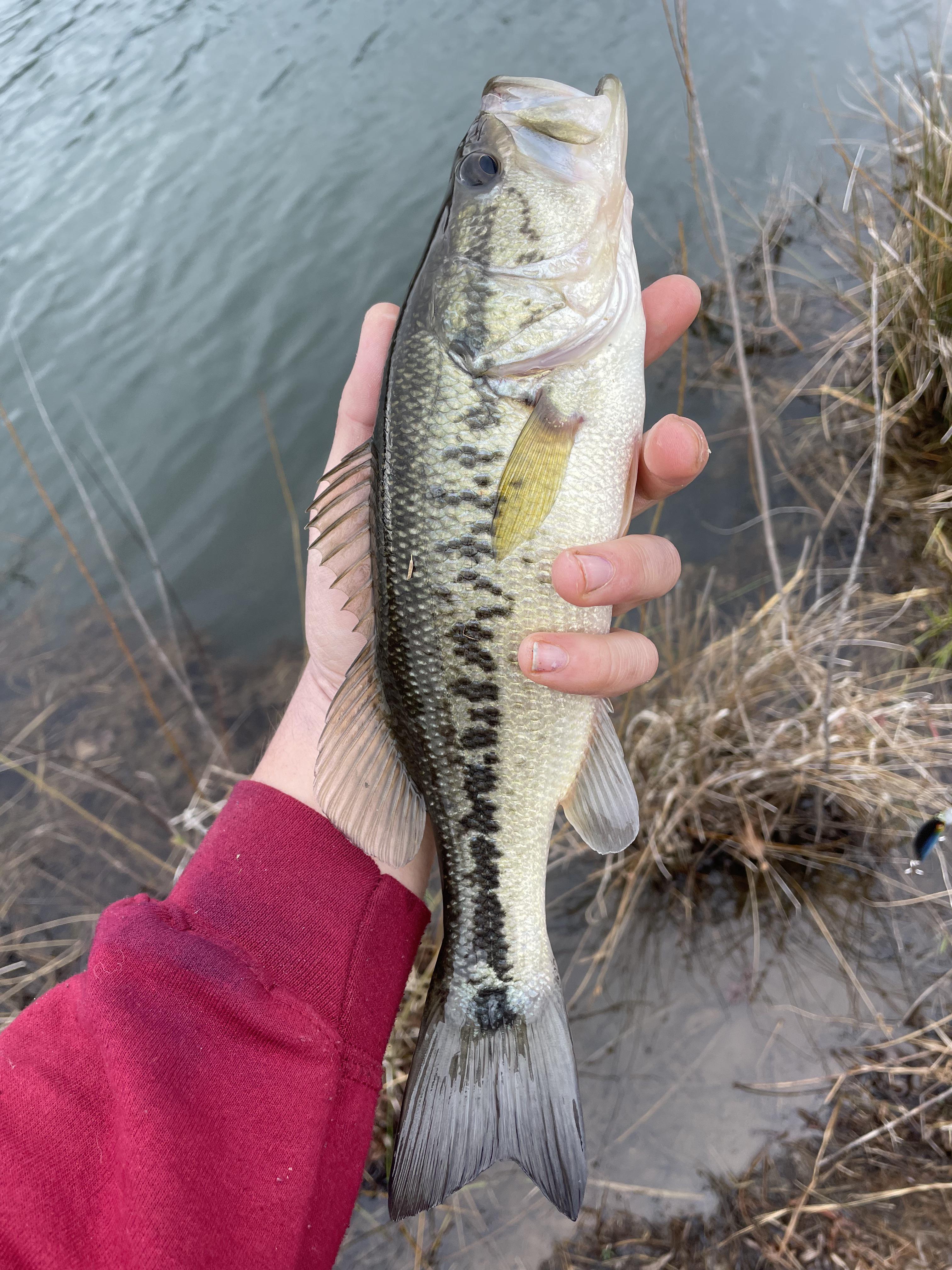 What variation of bass is this? | Scrolller