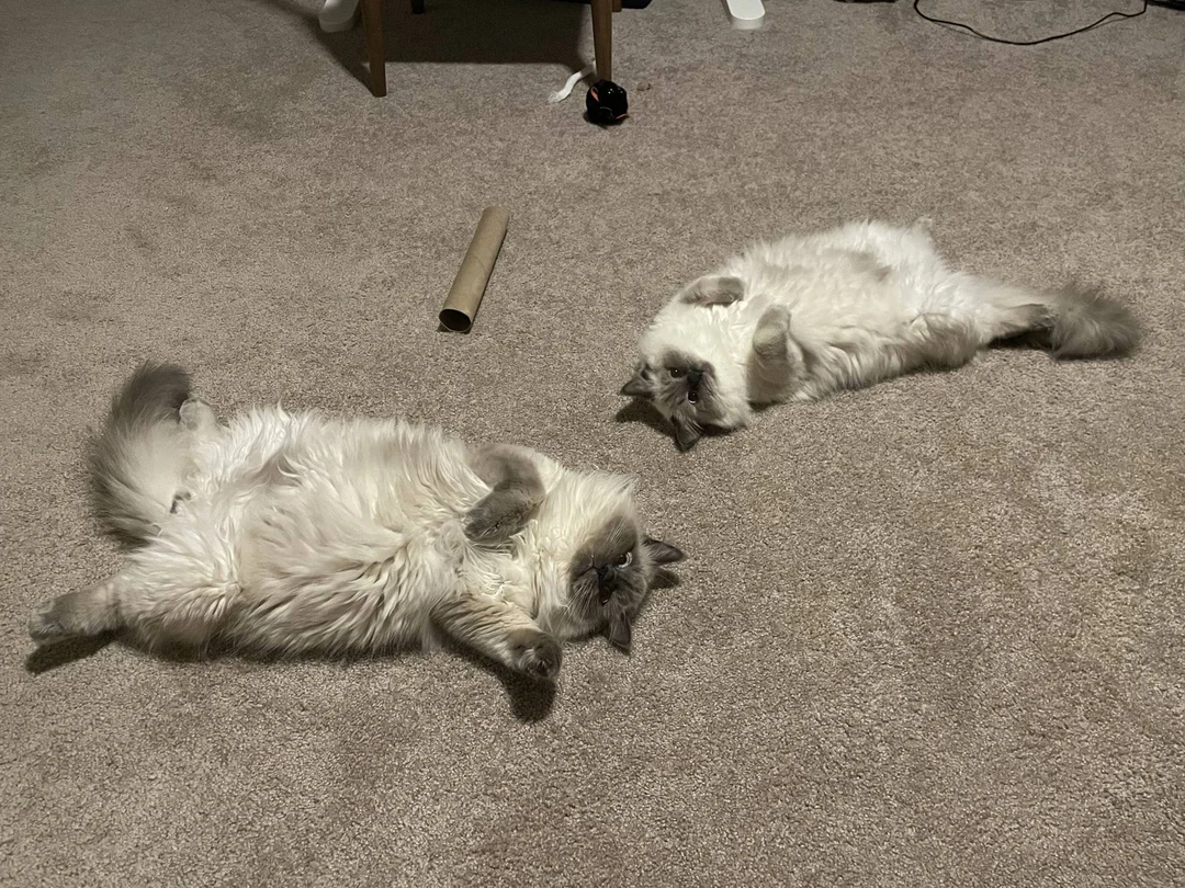 Playtime belly flops | Scrolller