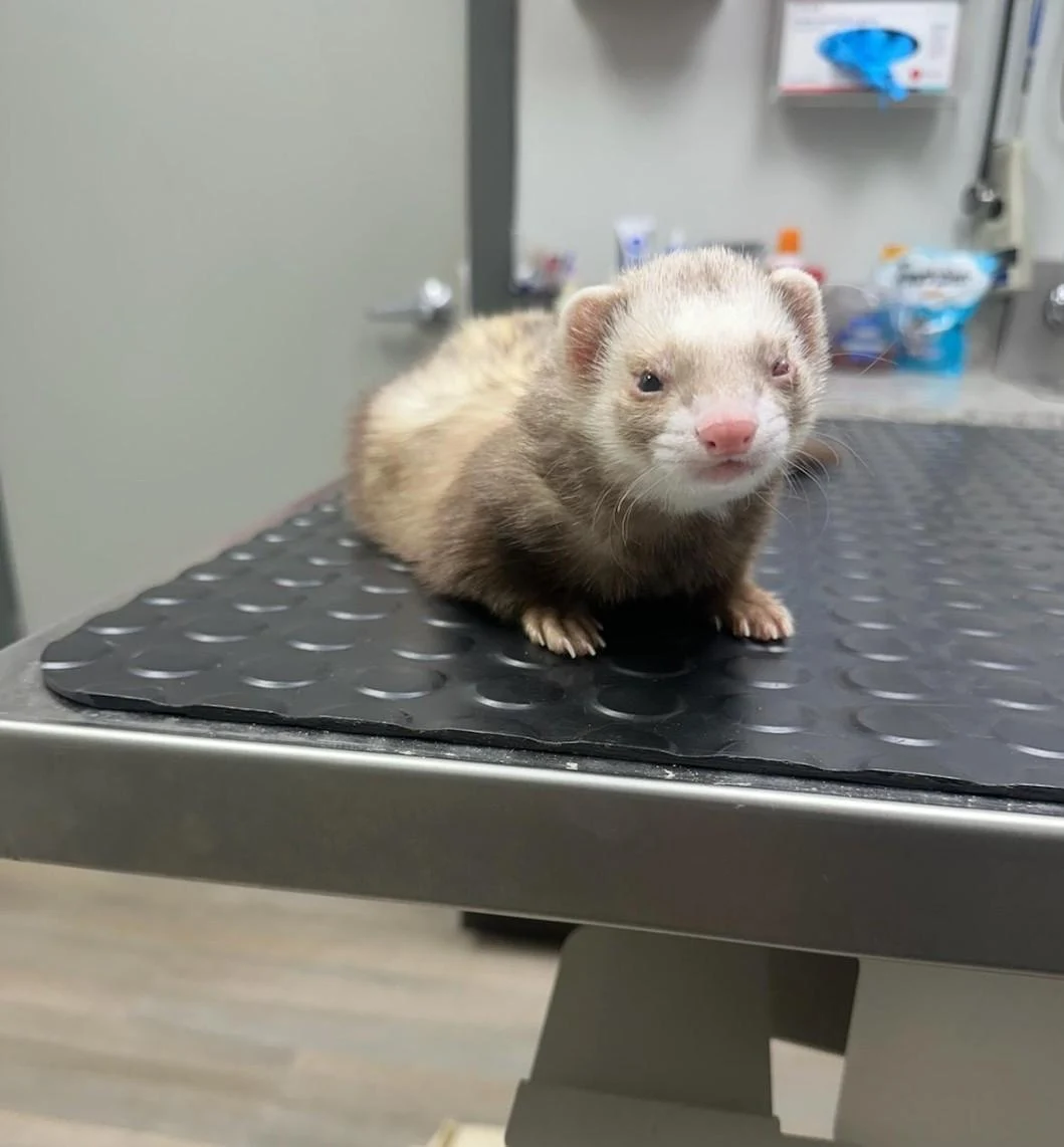Ferret eye injury | Scrolller