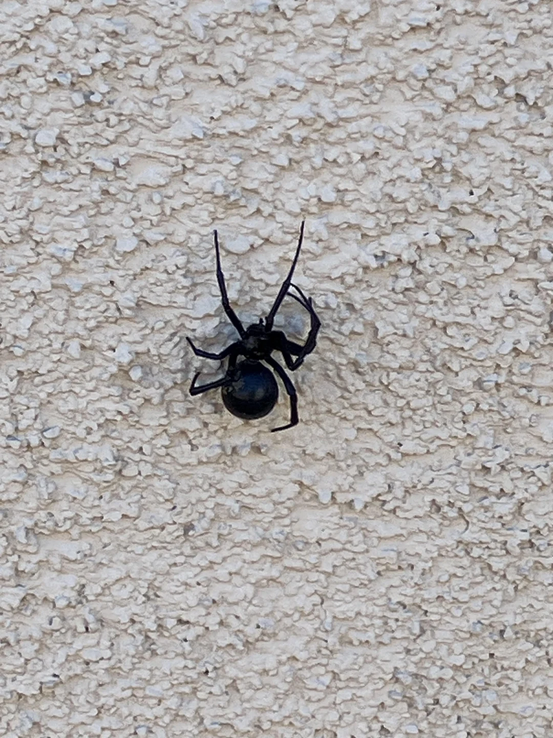 Black Widow | Scrolller