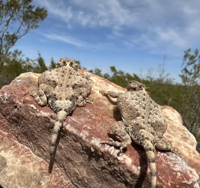 Catching Rays with a Pal | Scrolller