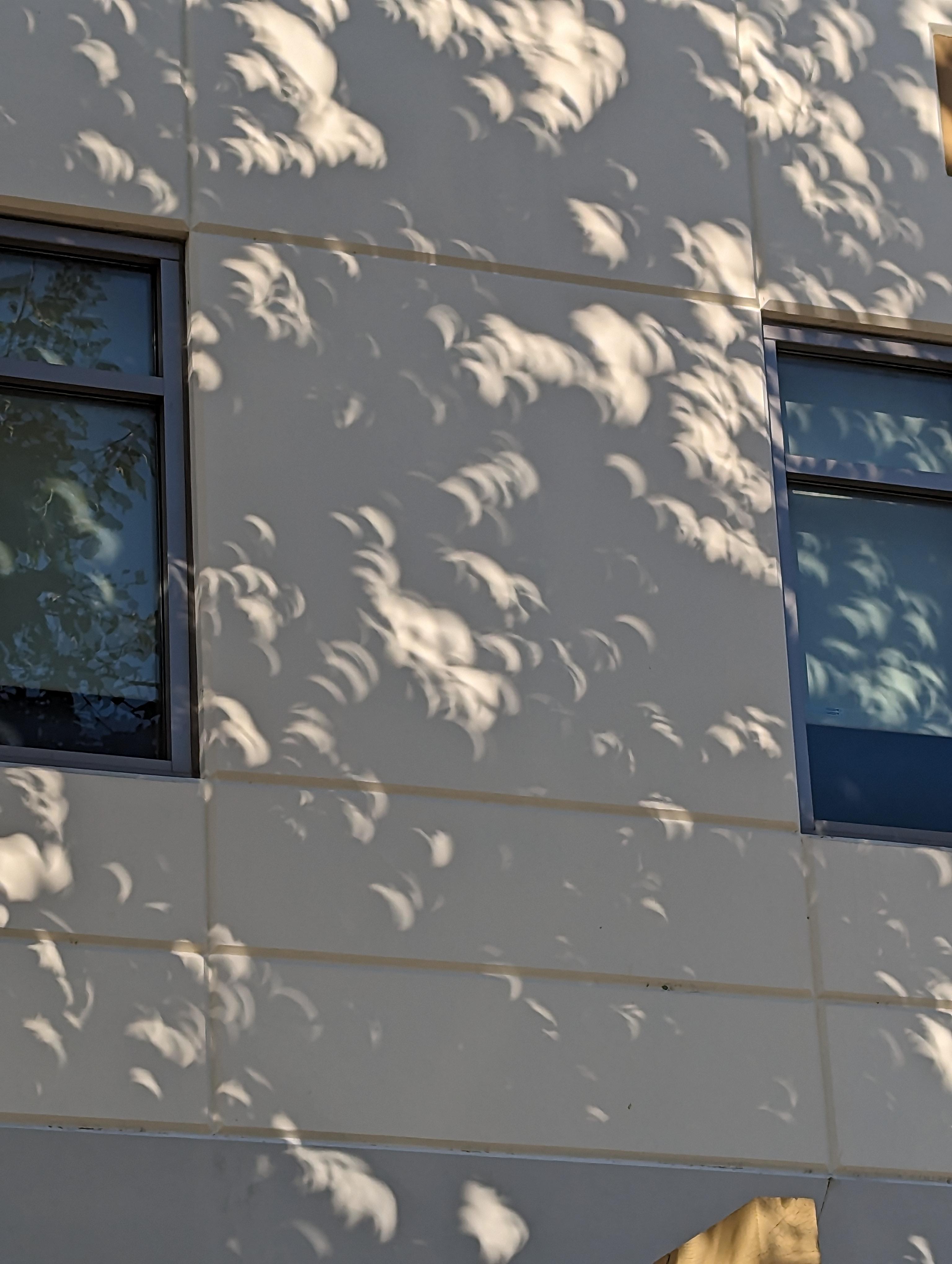Shadow/light in trees during the eclipse | Scrolller