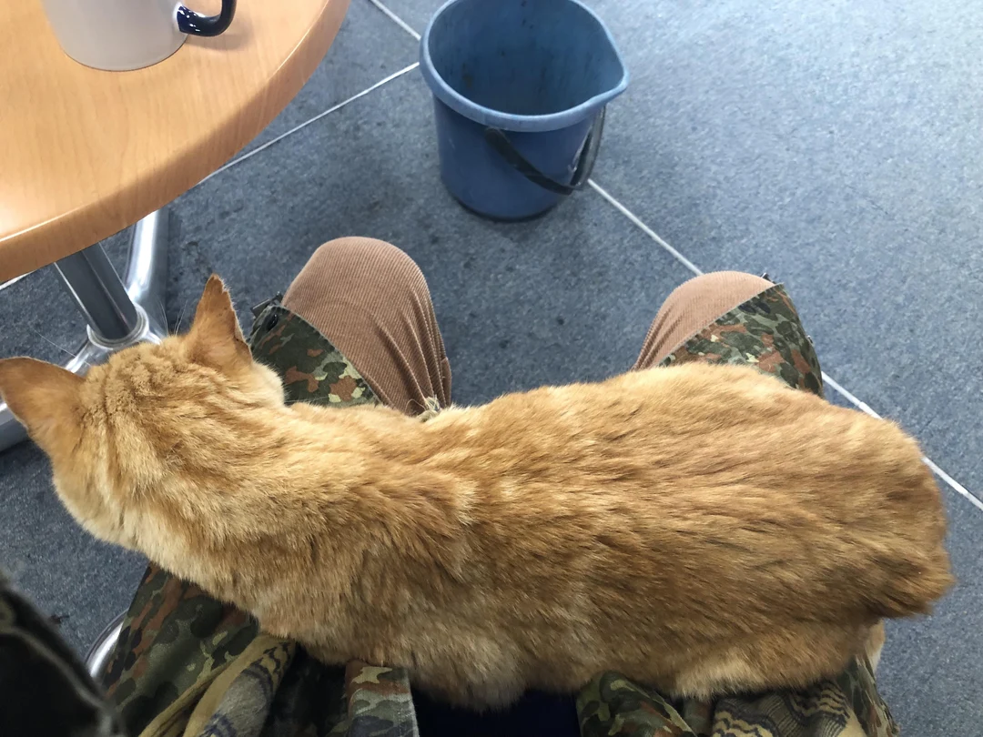 Lap Loaf | Scrolller