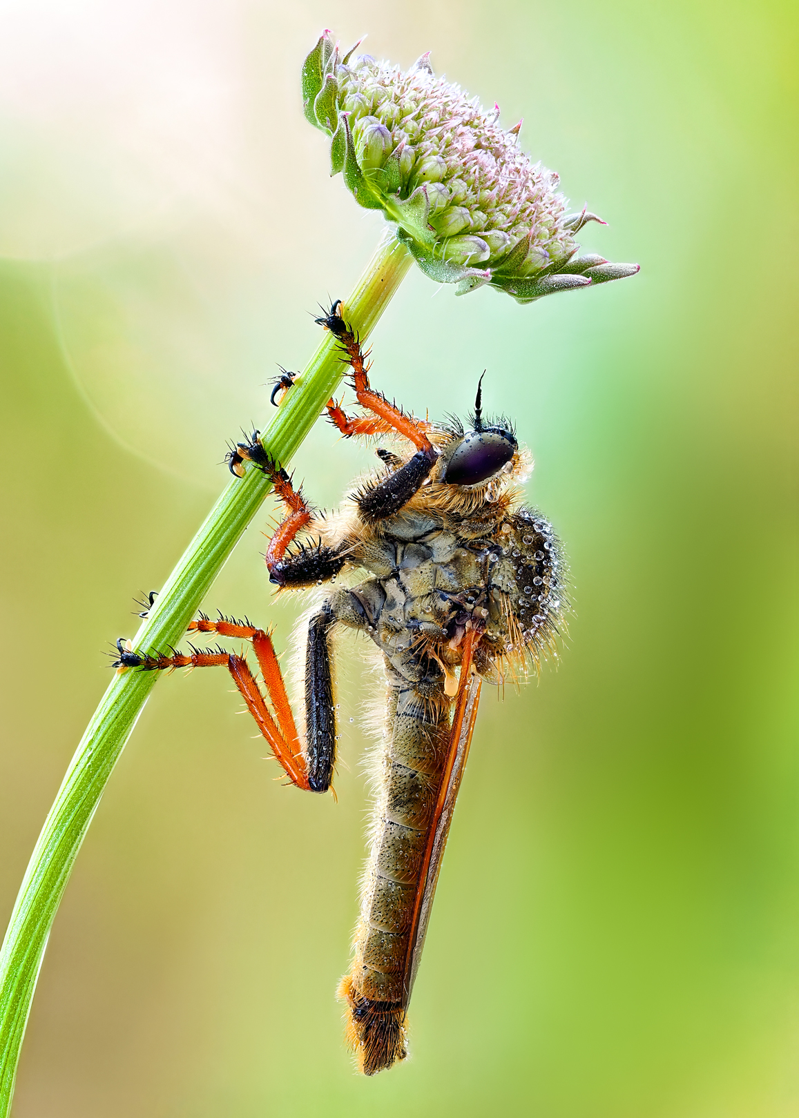 Robber Fly | Scrolller