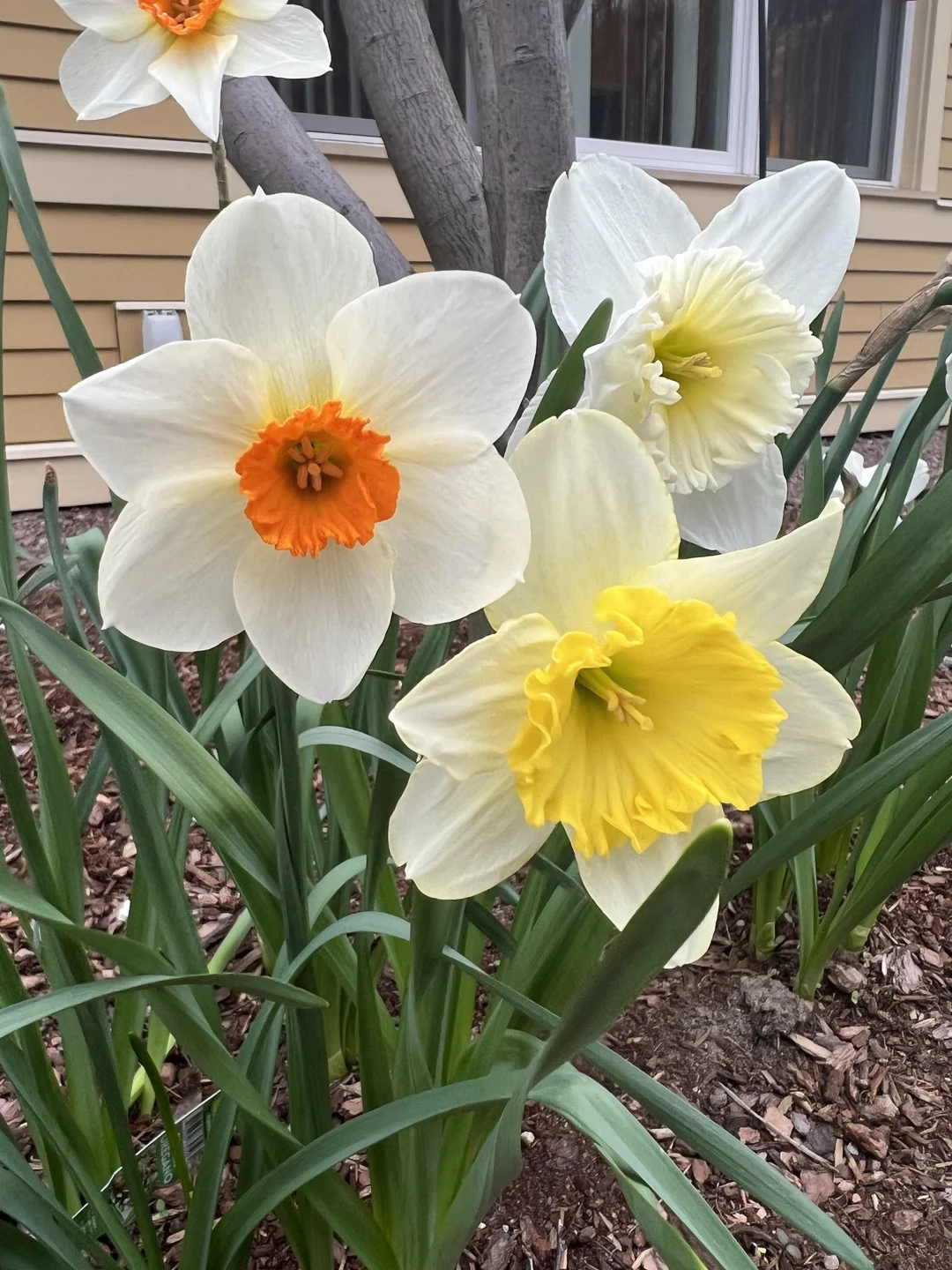 Daffodils are my favorite | Scrolller