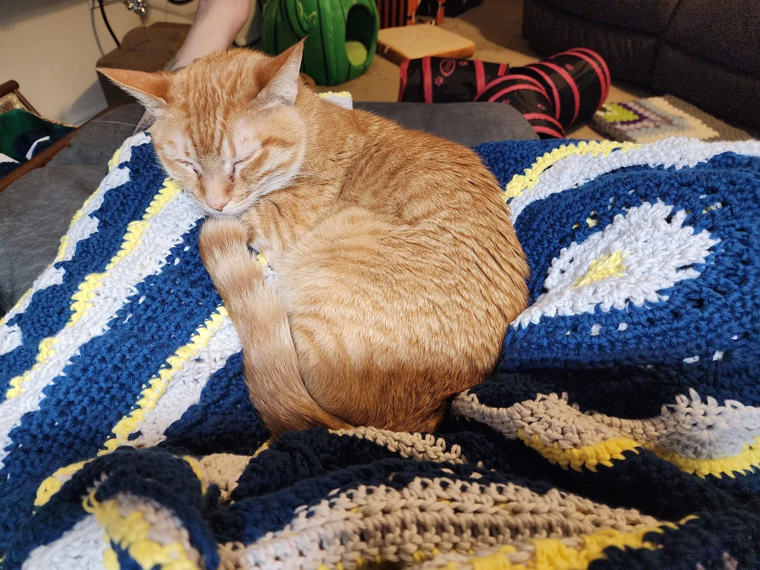 The Honorable Baron Van Buttwiggles is deep into his quality analysis inspection today | Scrolller