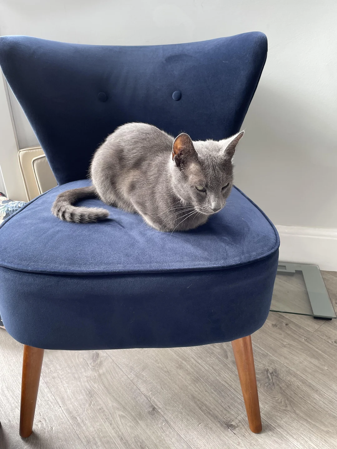 All limbs hidden, tail still out though- 9/10 for this loaf (points for being a handsome boy ...