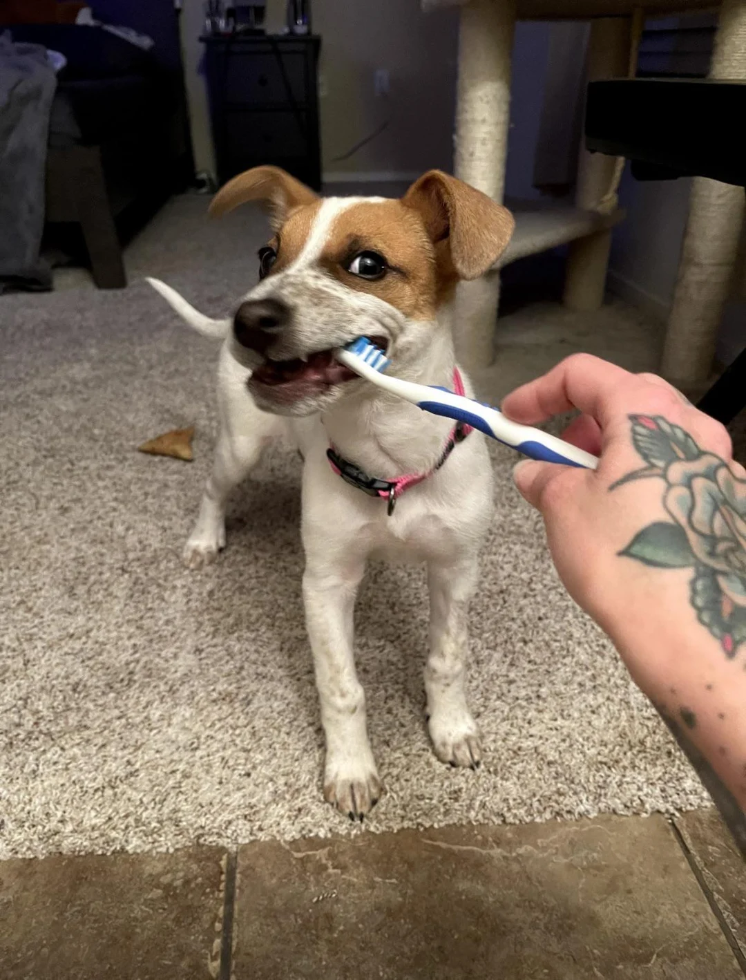 Rory Learns the importance of dental hygiene. | Scrolller