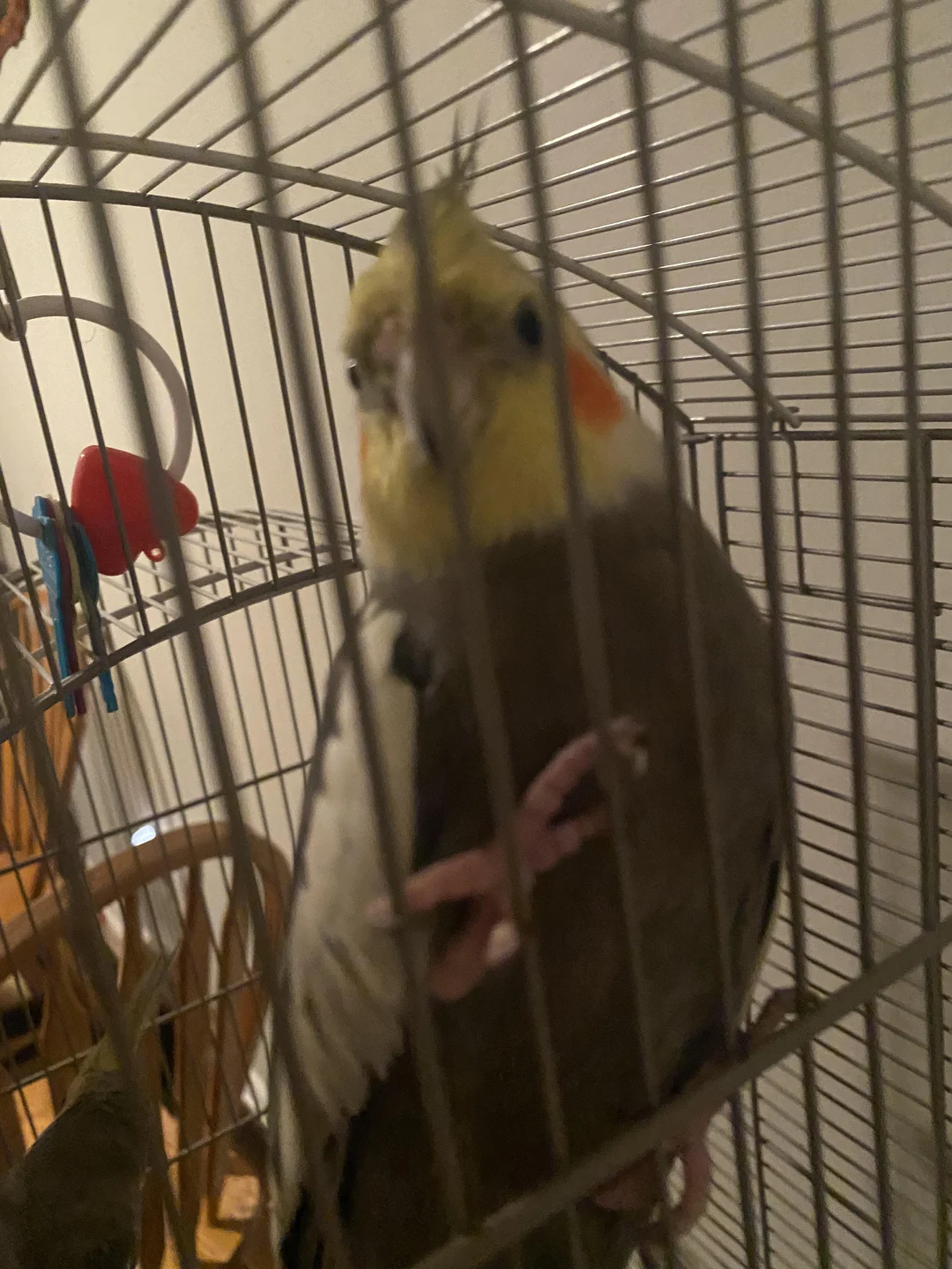 A climbing bird | Scrolller