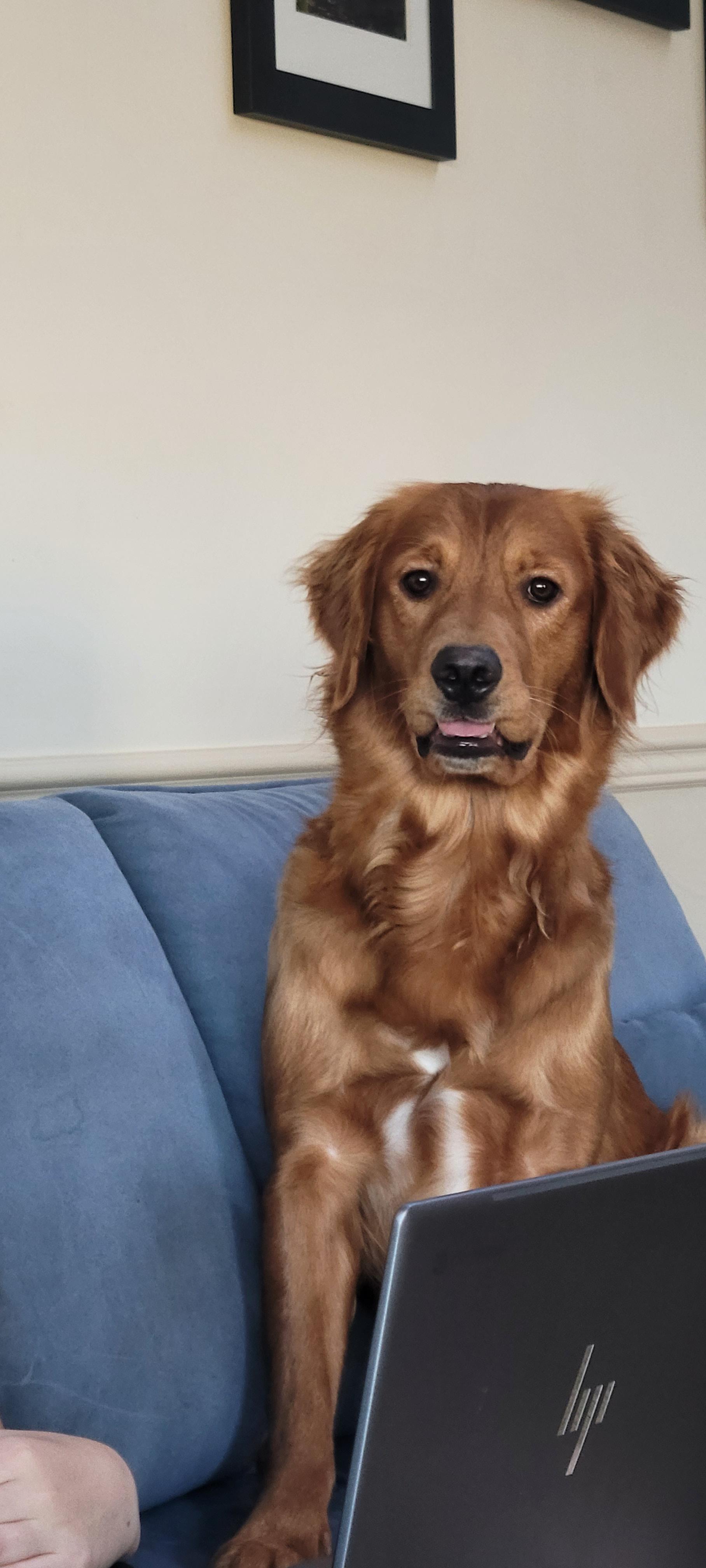 Derp (OC) | Scrolller