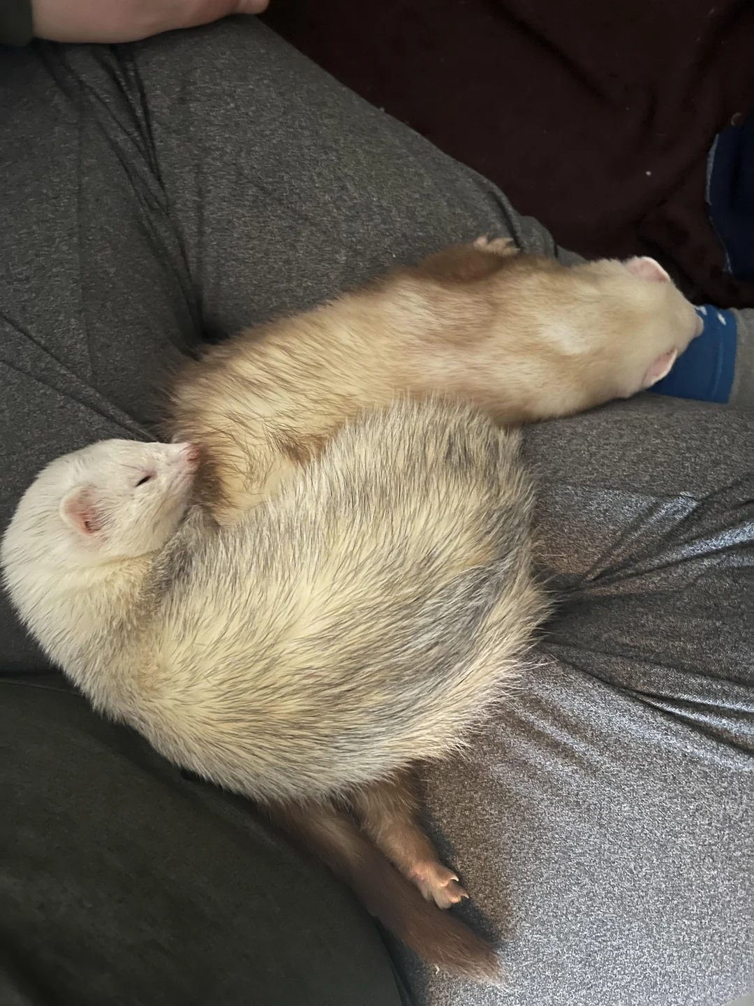 Cuddle puddle | Scrolller