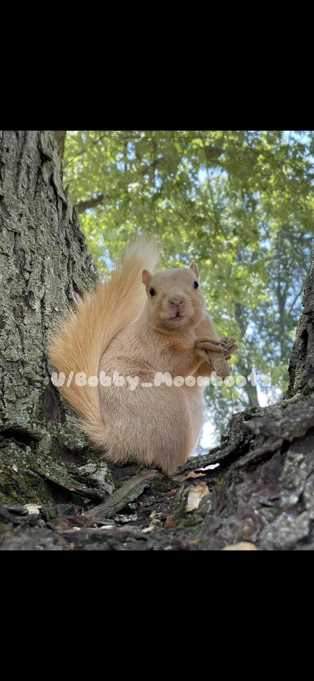 Sandy the squirrel. | Scrolller