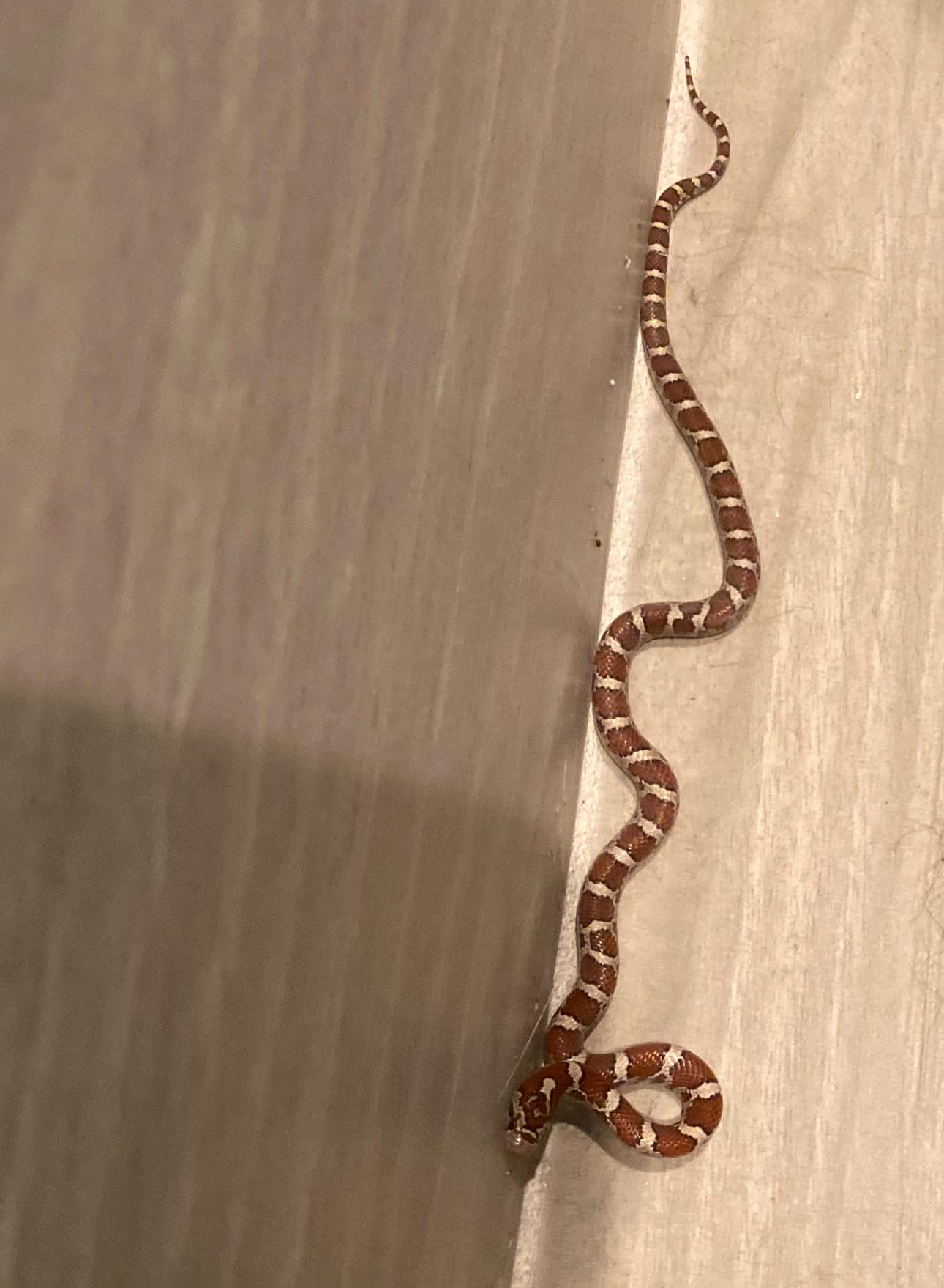 Is this an eastern milk snake? | Scrolller