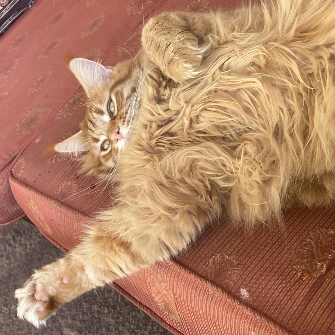 What is the best brush? | Scrolller