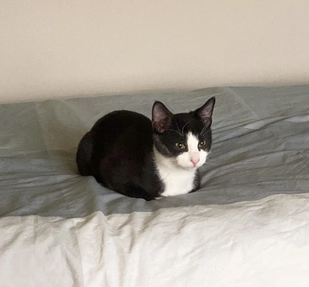 Gimli loafing on my bed :) | Scrolller