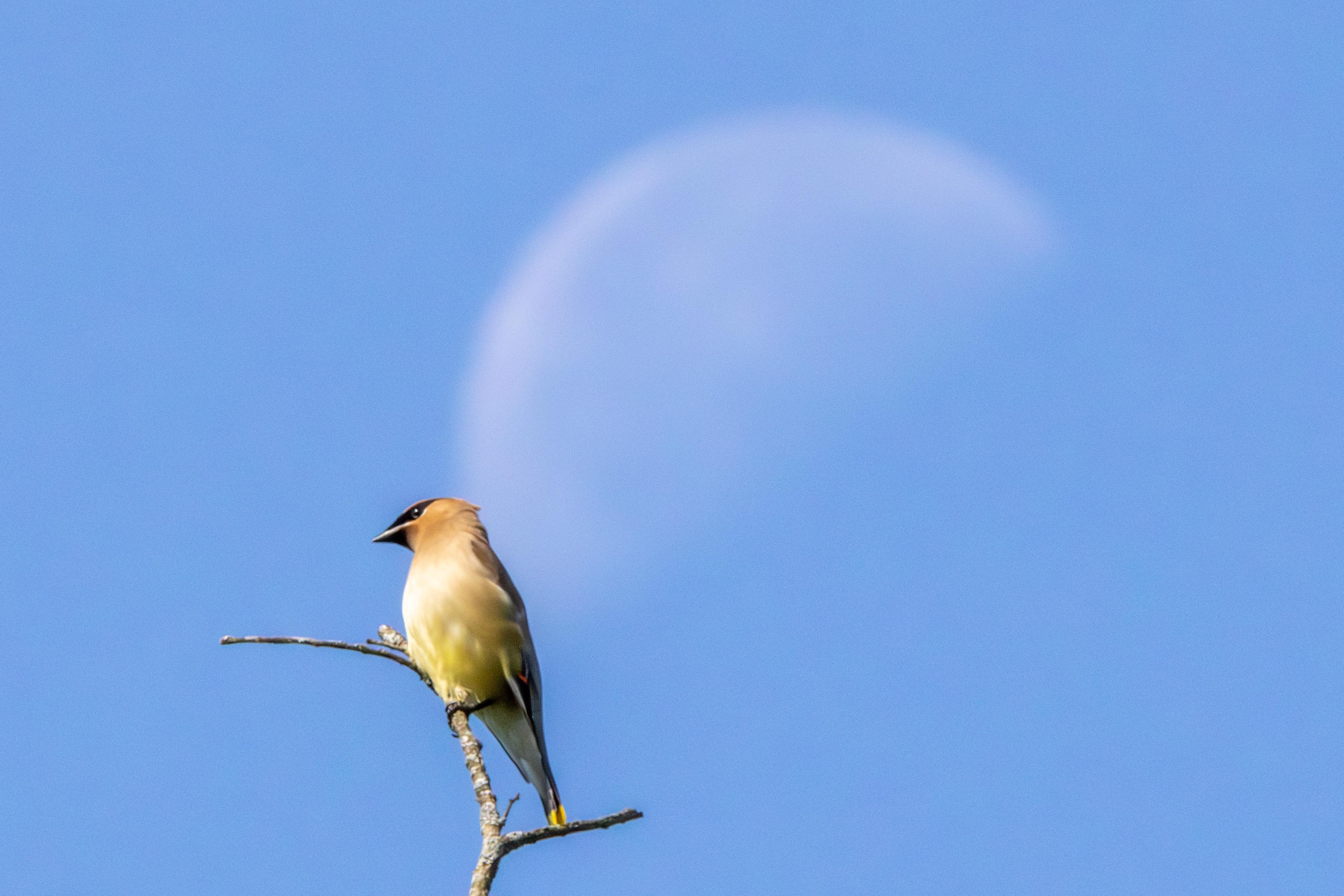 Cedar Waxwing (Maryland, USA) | Scrolller