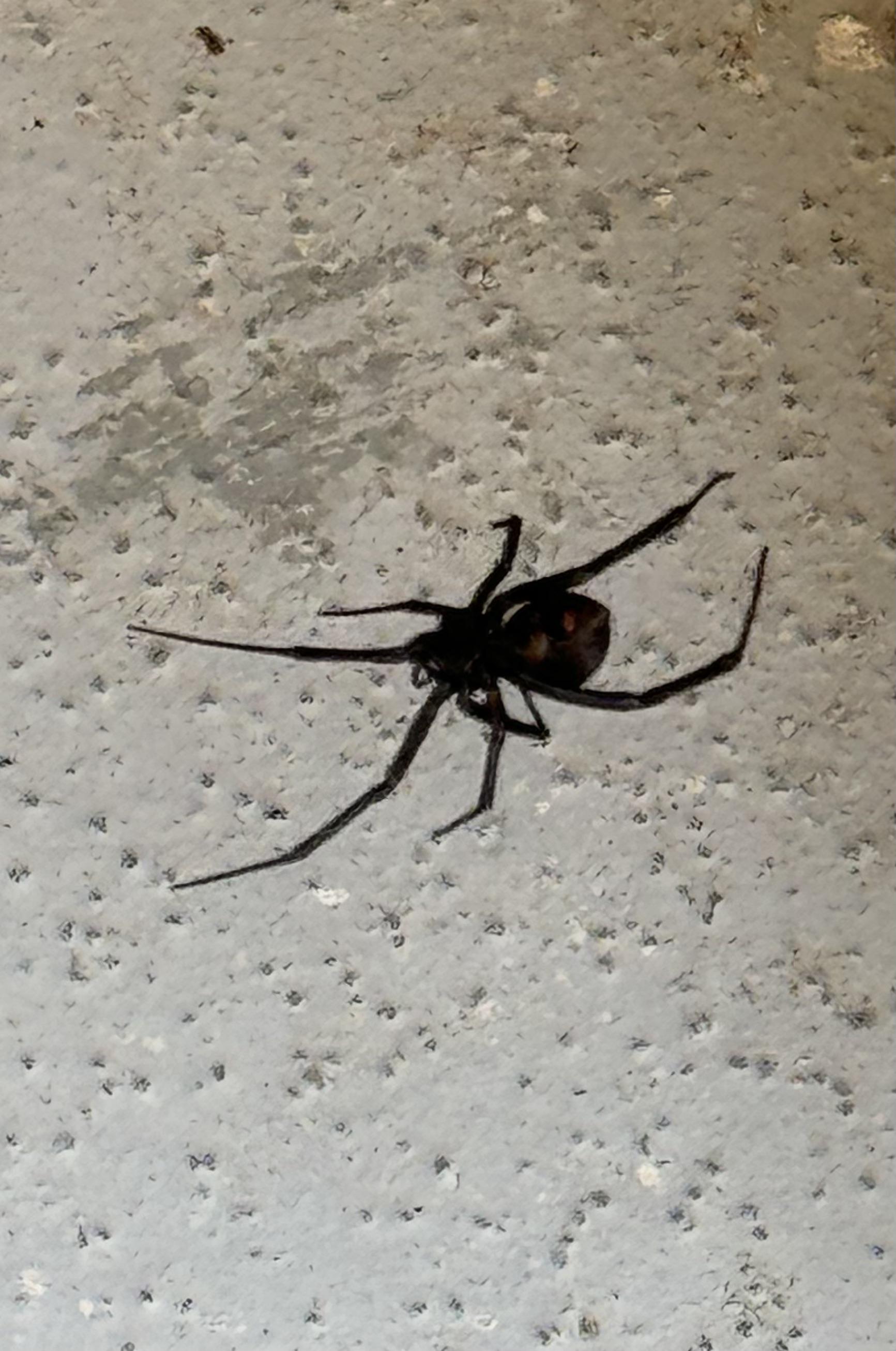 Discover more like Spiders: Help to identify and Related Content | Scrolller