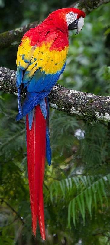 This Cute Scarlet Macaw 🦜 | Scrolller