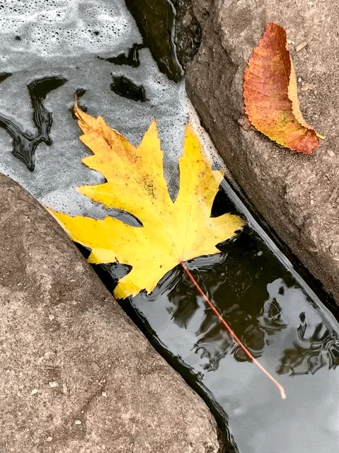 Holding Out for the Fall | Scrolller