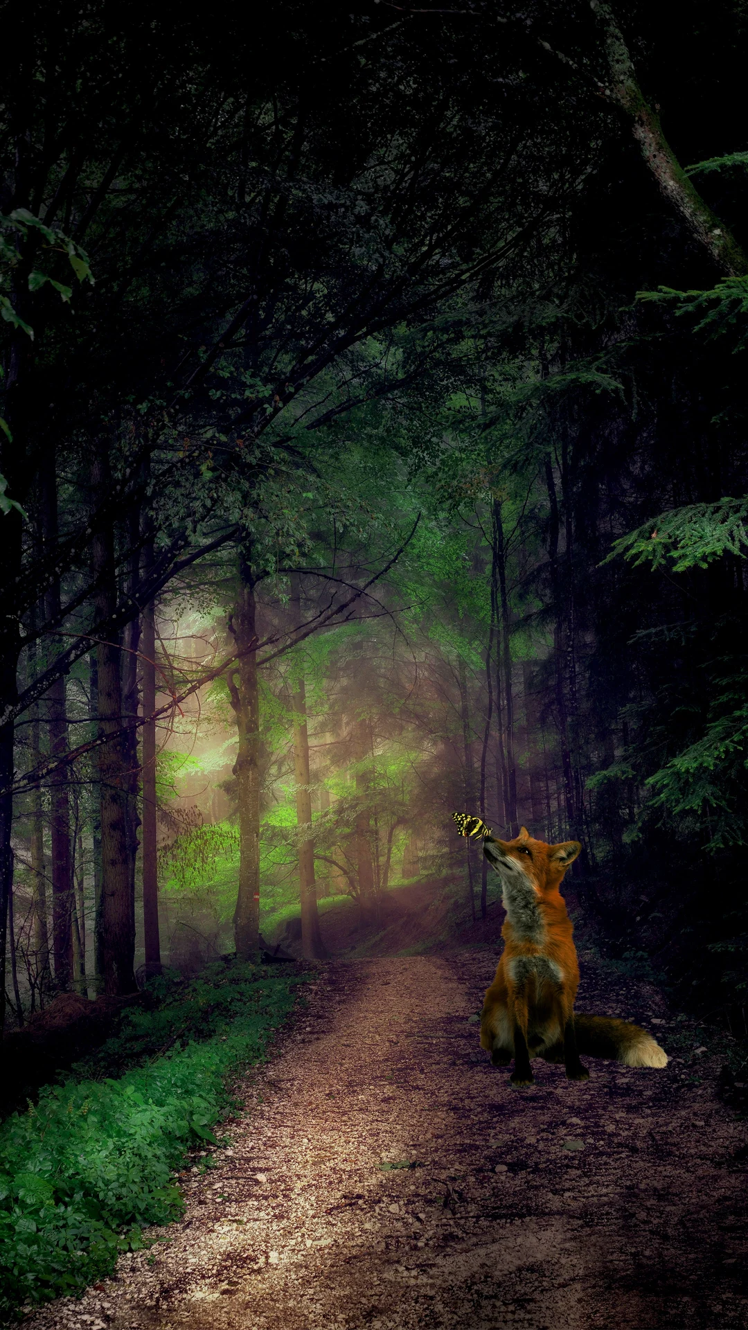 Fox in the Forest | Scrolller