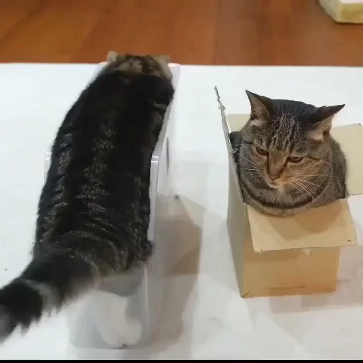 Pinky and the Brain | Scrolller