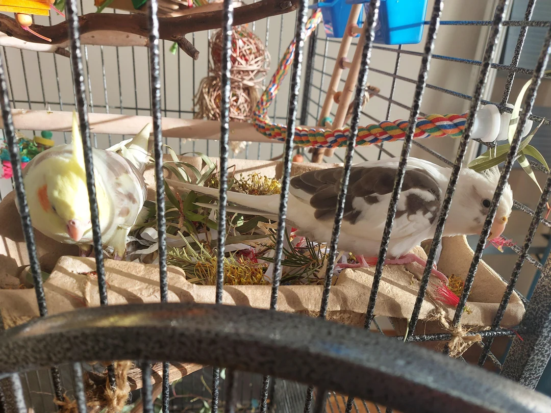 My tiels discovered the foraging platform I made them