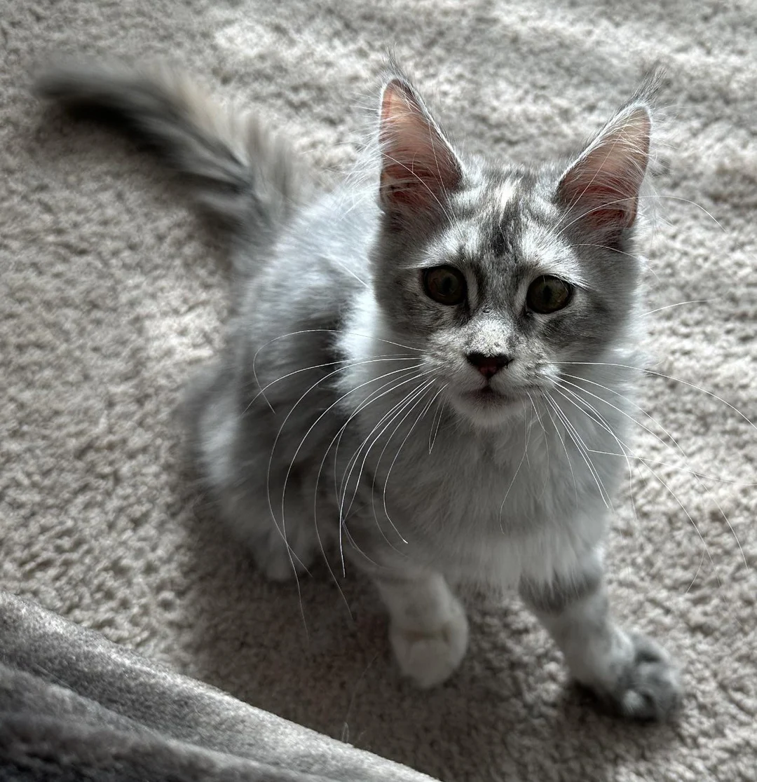 18 week old female Maine Coon | Scrolller