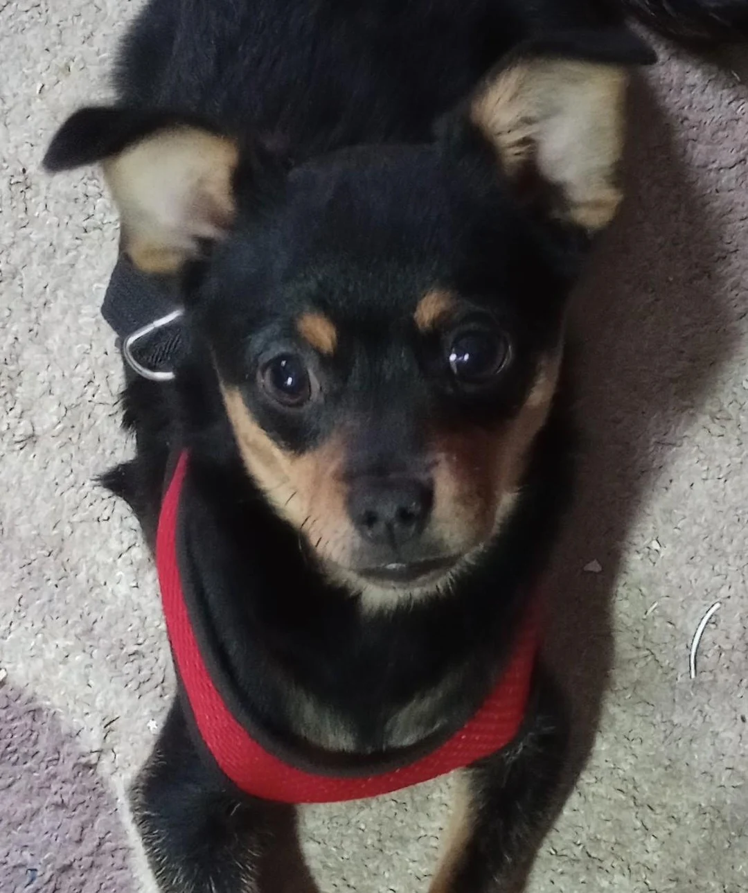 New puppy | Scrolller