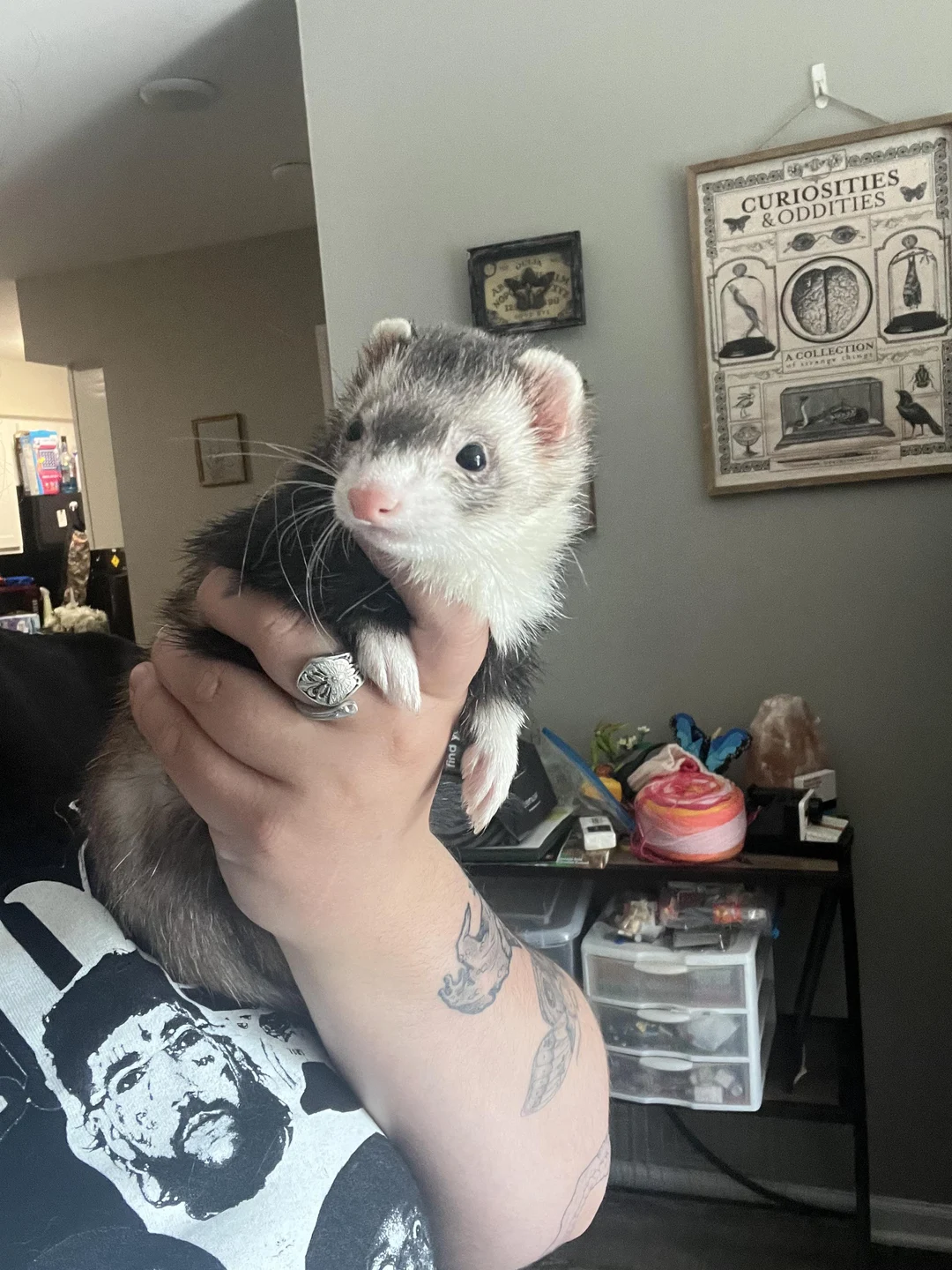 Behold Nebula, my cuddliest noodle | Scrolller