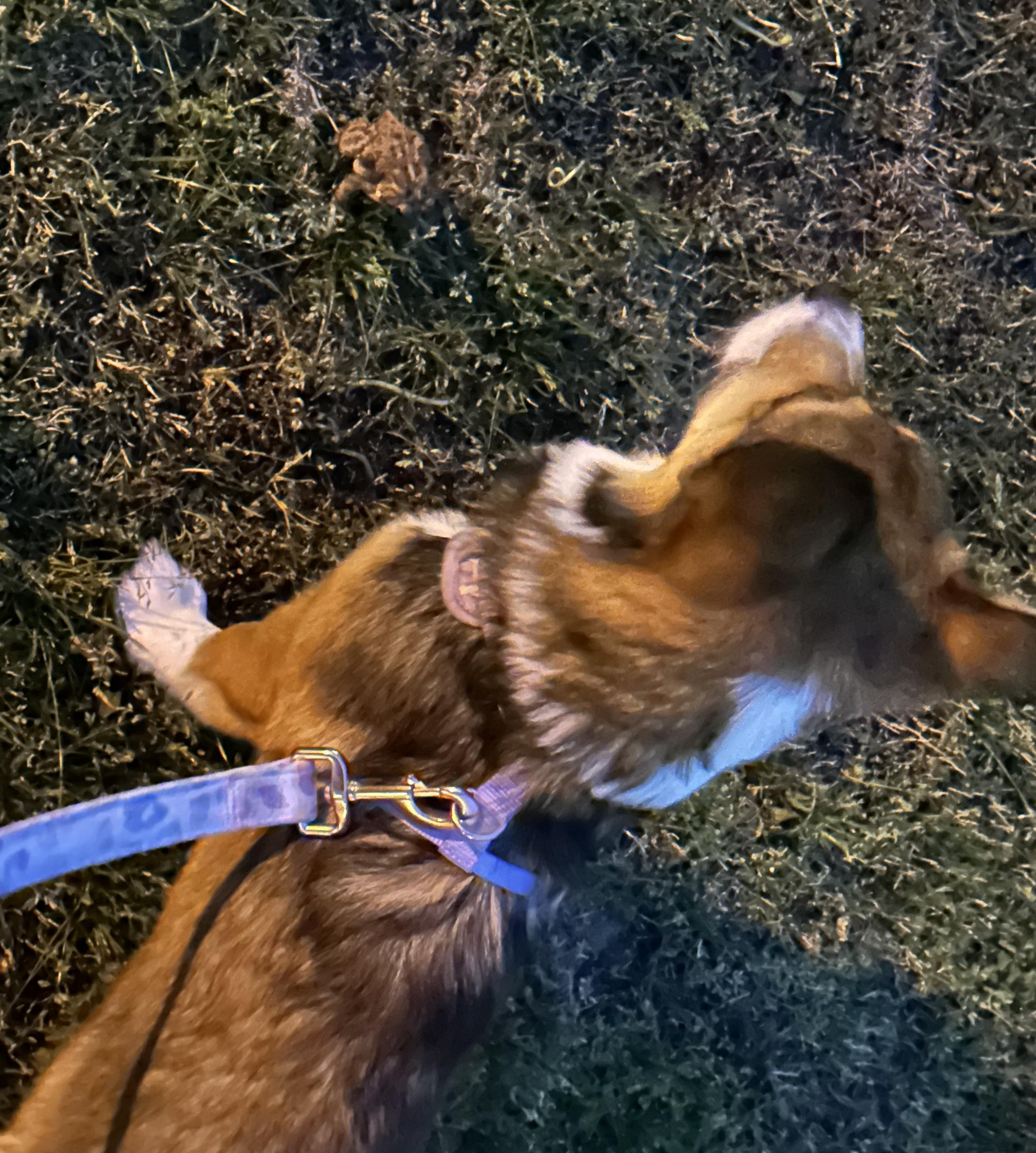 Discover more like Corgi: A New Friend and Related Content | Scrolller