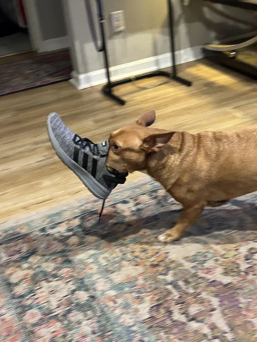 She got a ball stuck in my shoe | Scrolller