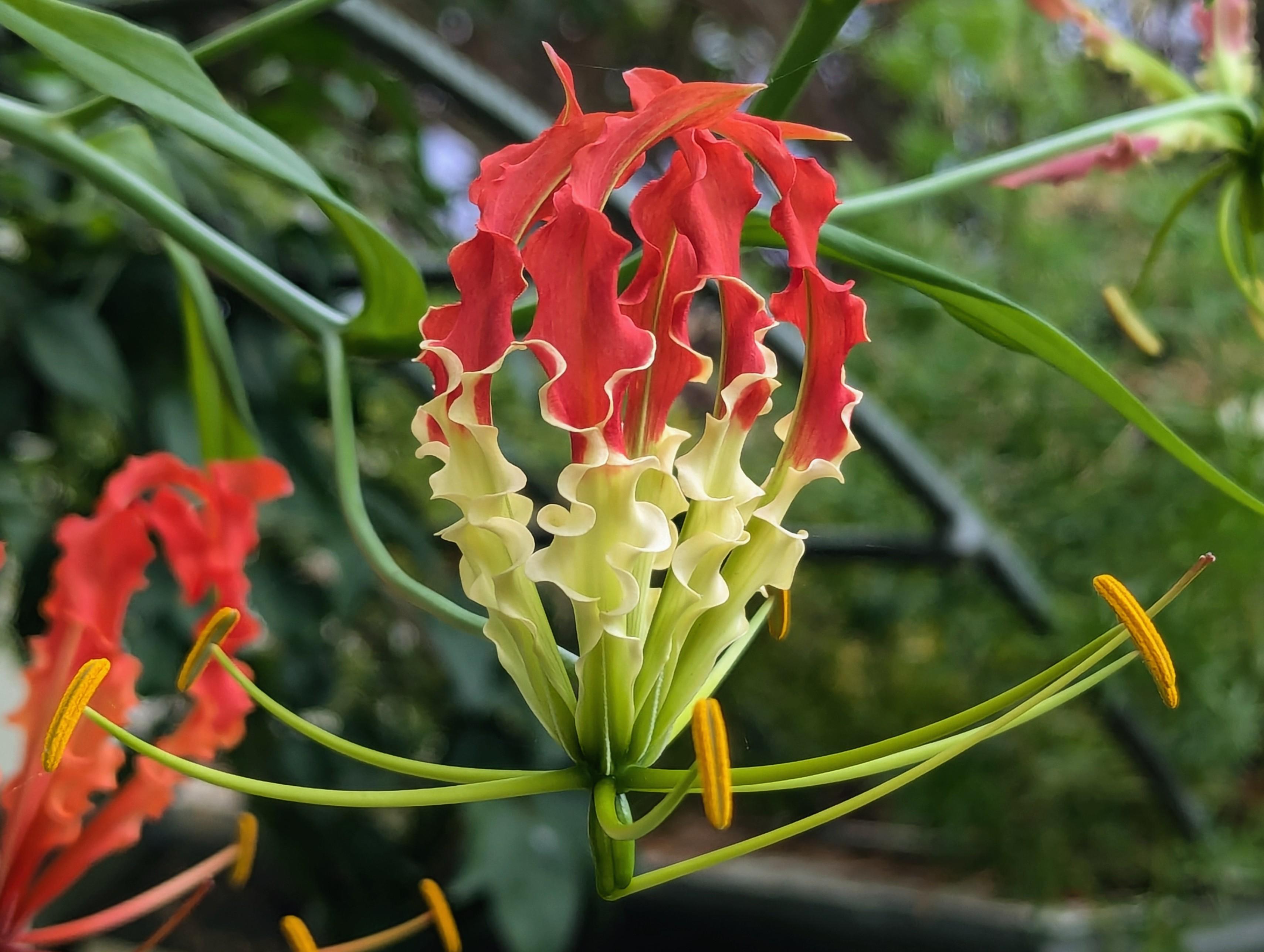 🔥 Flame Lily | Scrolller