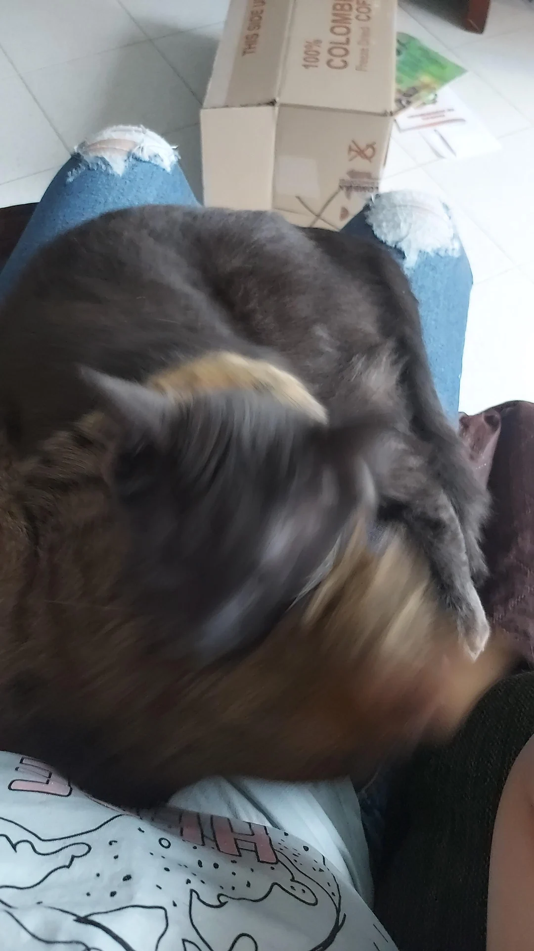 blurry picture of cats | Scrolller
