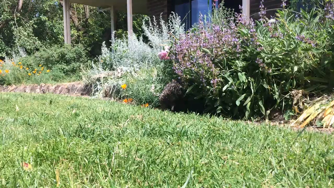 Gday killer…. | Scrolller