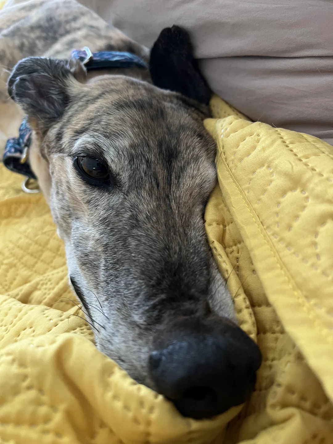 Bendy snoooot | Scrolller