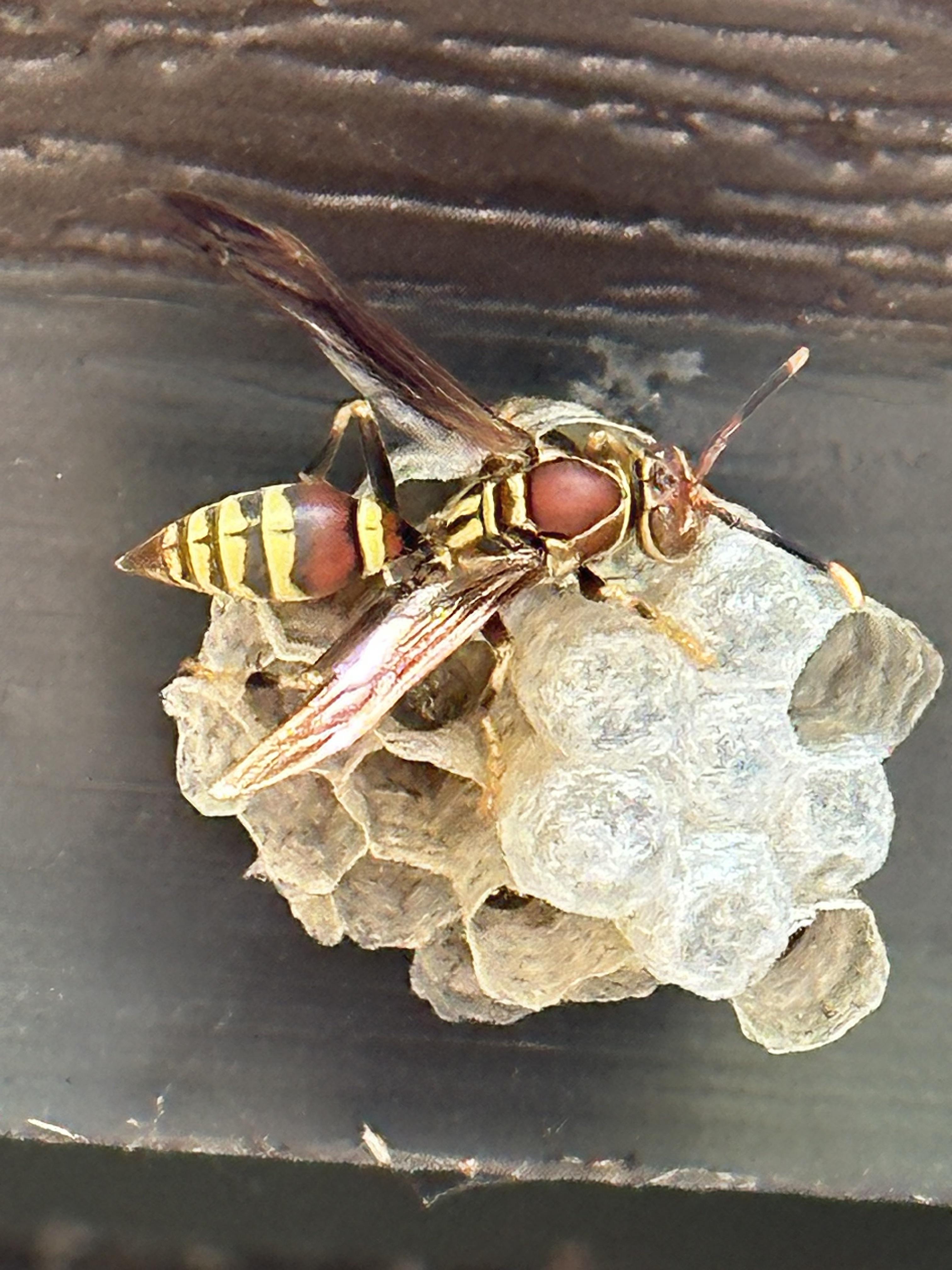 Paper Wasp | Scrolller