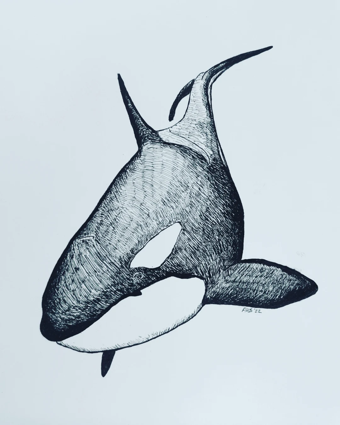 An orca I drew | Scrolller
