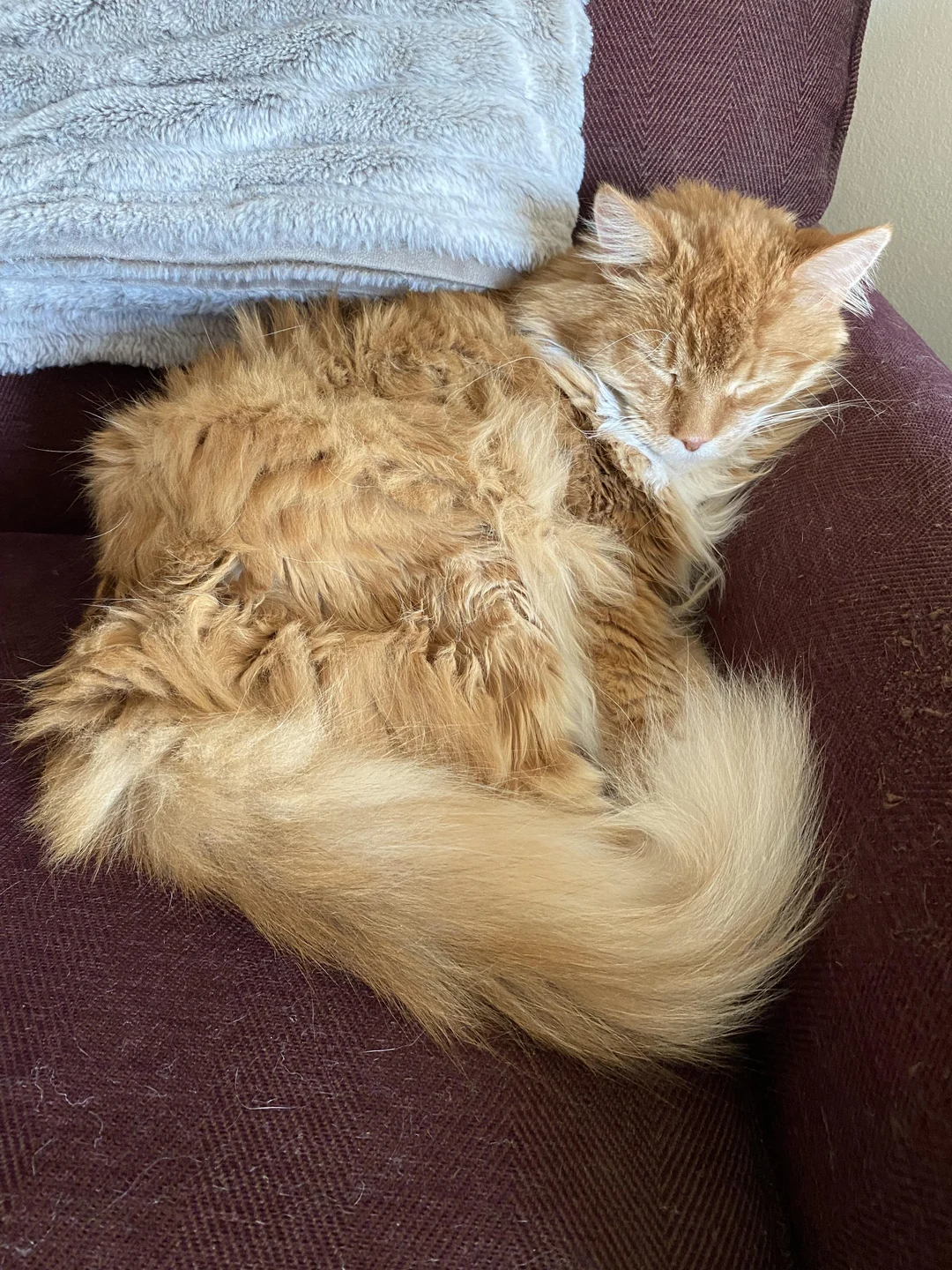 Pile of floof | Scrolller