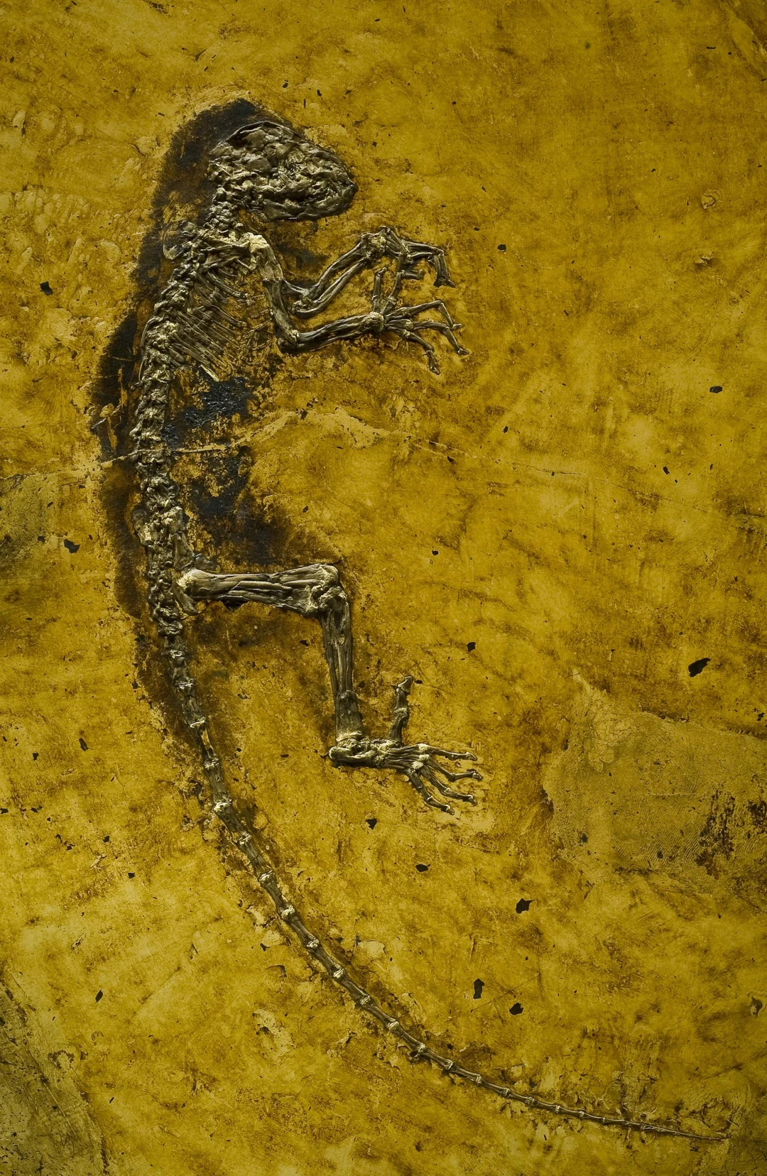 The Darwinius masillae fossil known as Ida | Scrolller