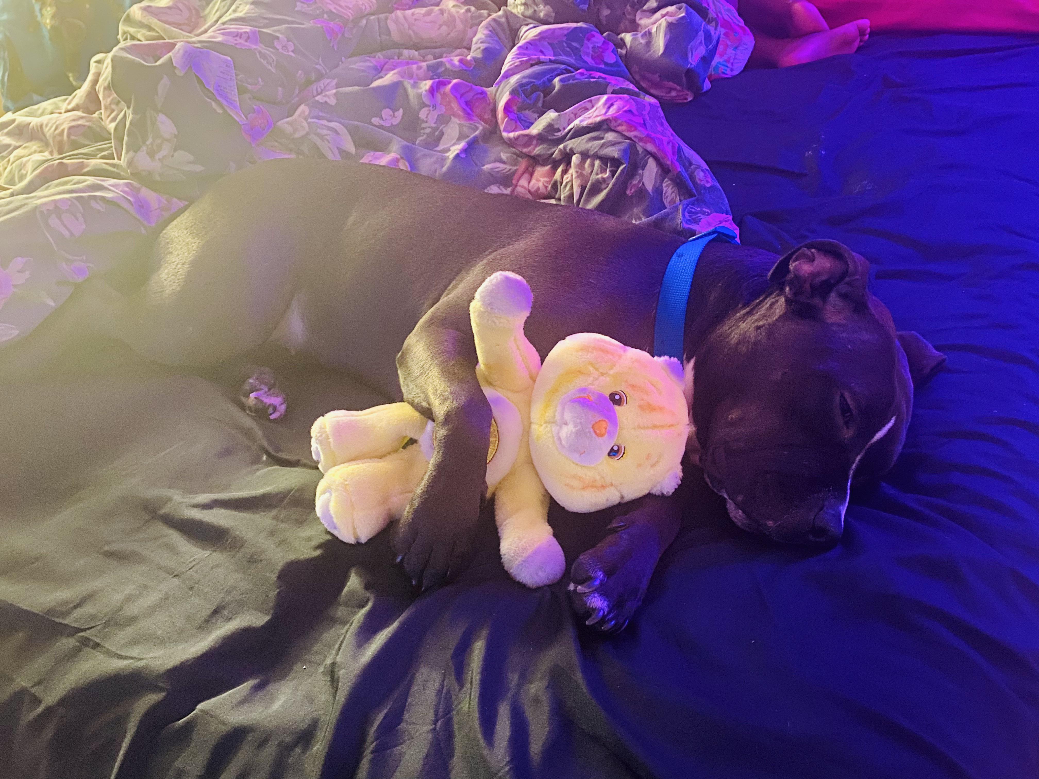 My “Mean Ferocious Beast” Kali always has to sleep with my daughters teddy bear | Scrolller