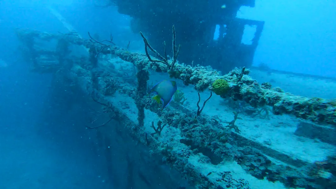 Sharks at a shipwreck WWII bomber on my first deep dive for my advance certification | Scrolller