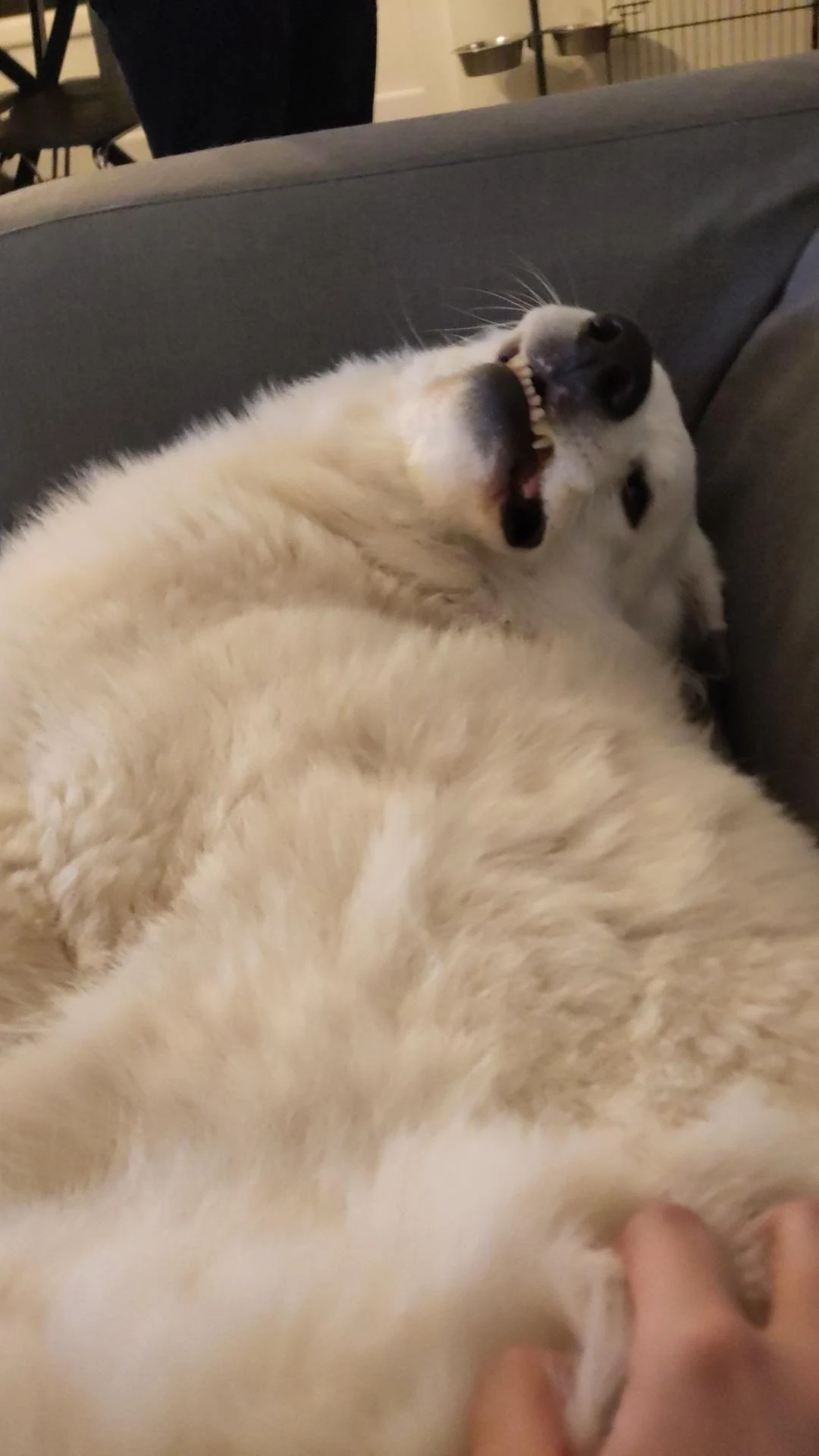 Appa going full weirdo | Scrolller