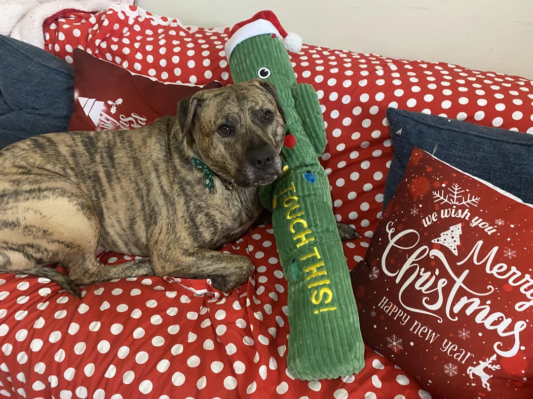 Ladies and Gentlemen Leo | Scrolller