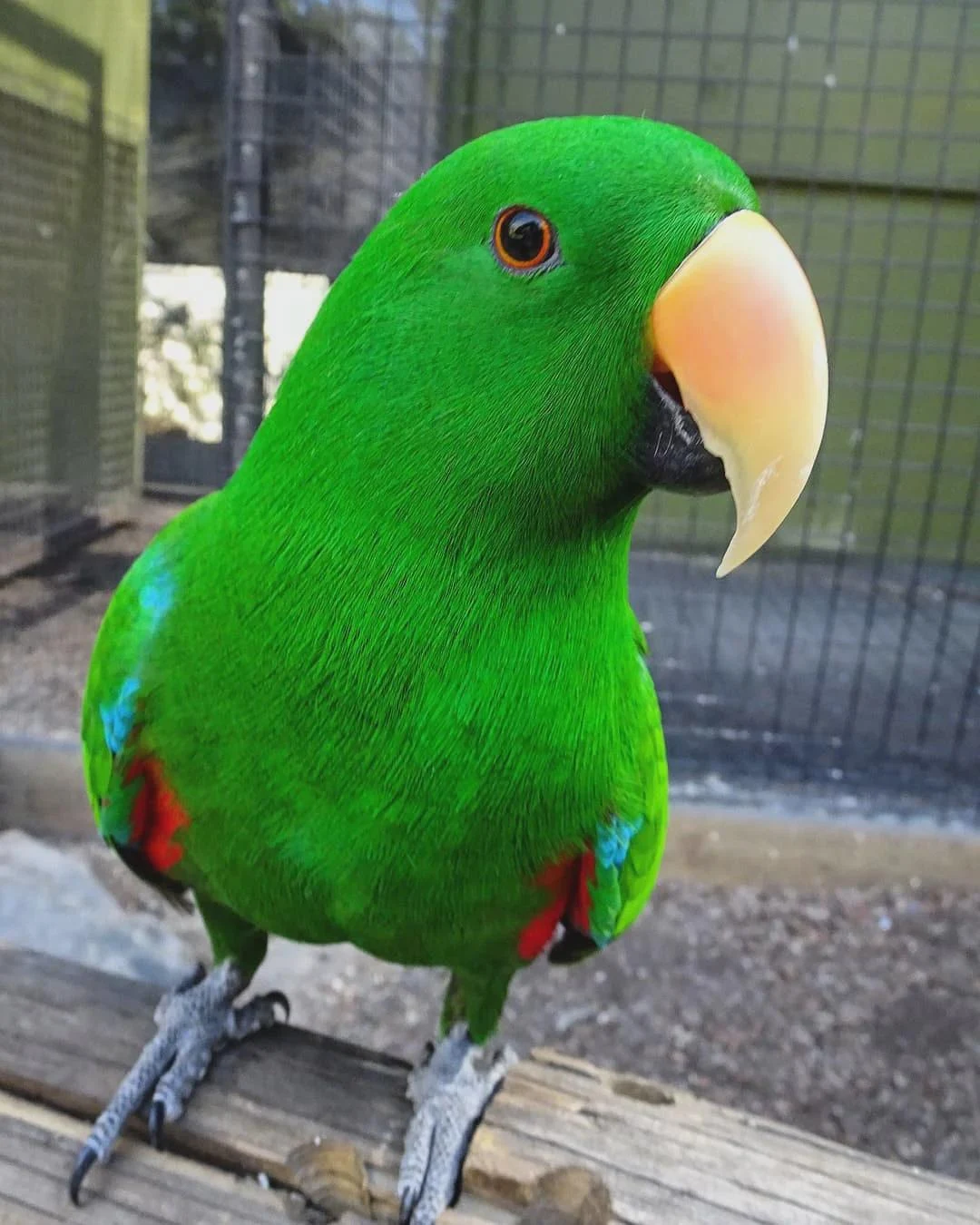 What's the best description of this parrots color | Scrolller