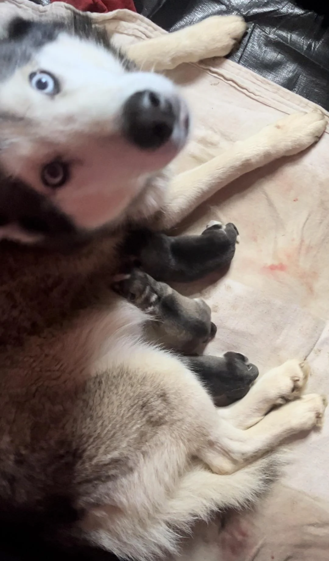 Husky Puppies! | Scrolller