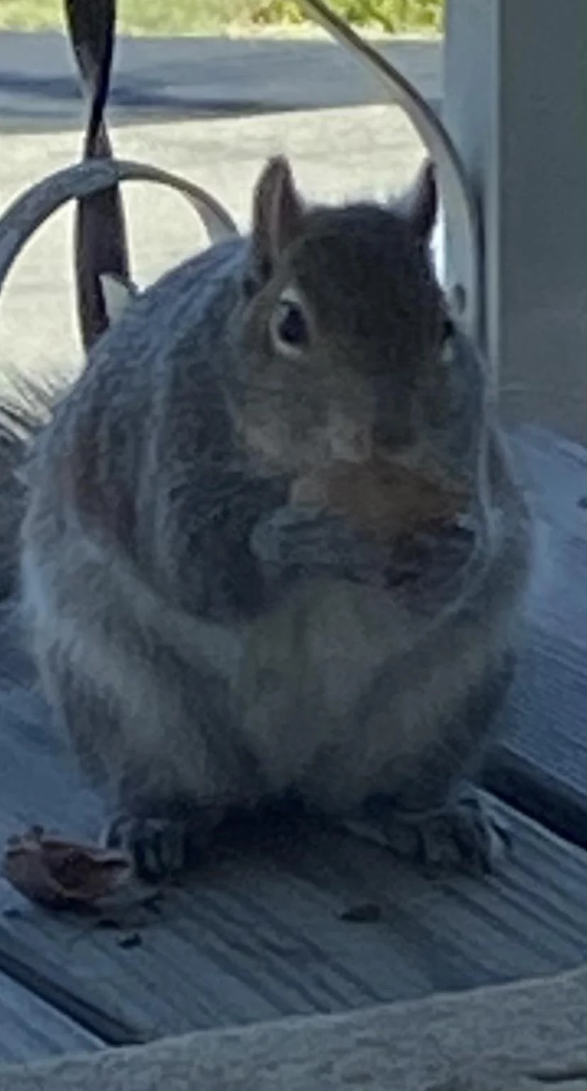 A little blurry, but a cute pic of Scraggles enjoying a walnut. | Scrolller
