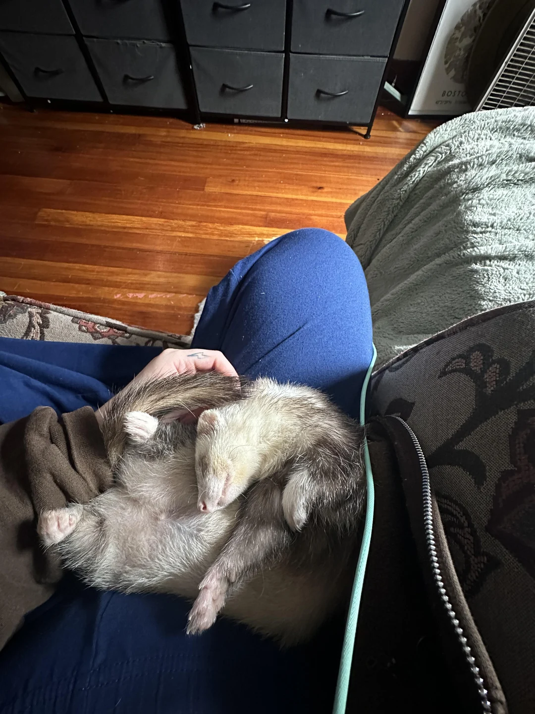 does anyone know to make my ferret like the bath? we’ve had a few baths where he has been okay ...