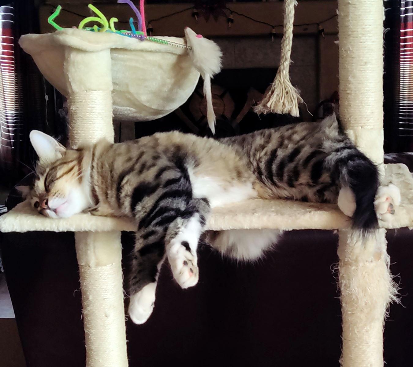 Miles is so relaxed that he's melting through the cat tree! | Scrolller